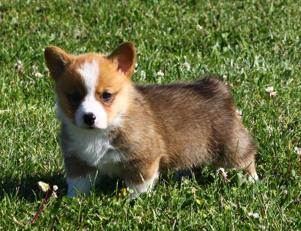 AB Ranch in Wisconsin | Pembroke Welsh Corgi puppies | Good Dog