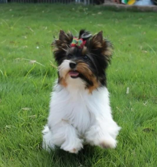 Strait Layne Biewers in Tennessee | Biewer Terrier puppies | Good Dog
