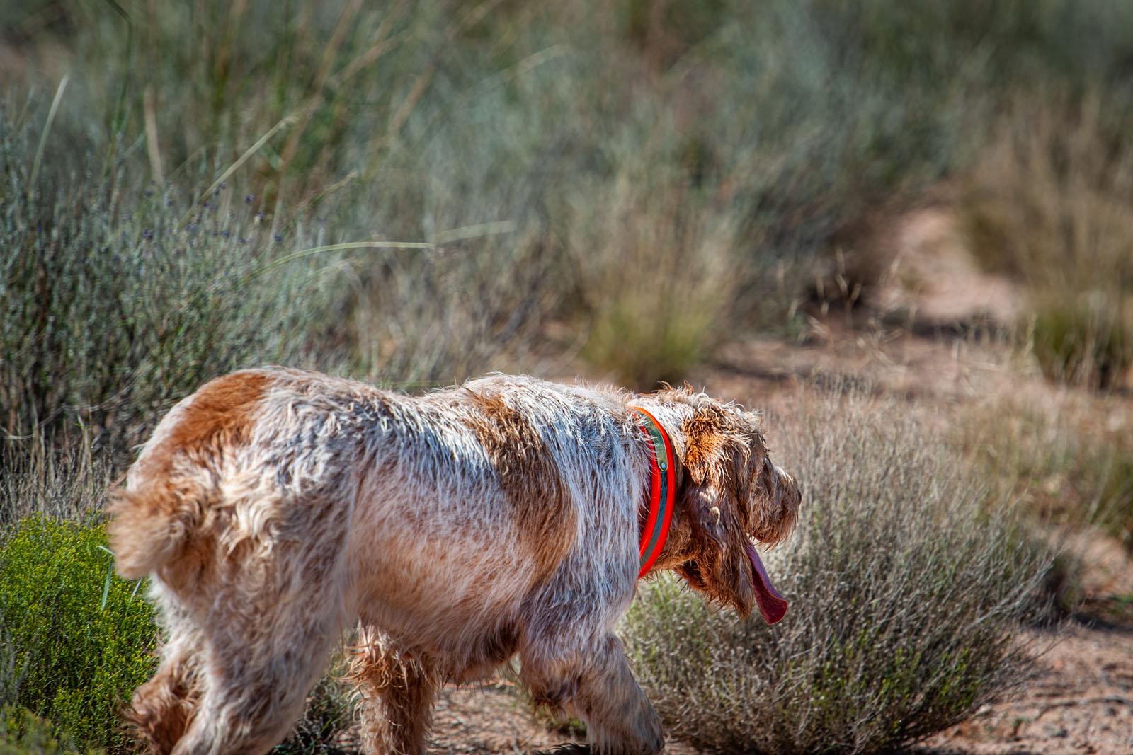 Millers Point Versatile Gun Dogs in Texas | Spinone Italiano puppies ...