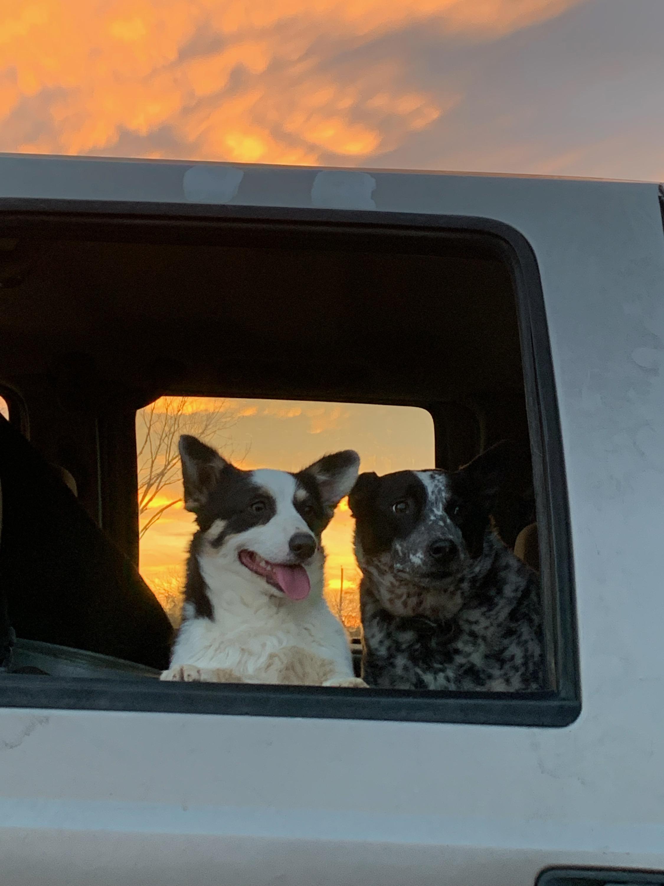 Sunray Ranch in Oklahoma | Pembroke Welsh Corgi and American Corgi ...