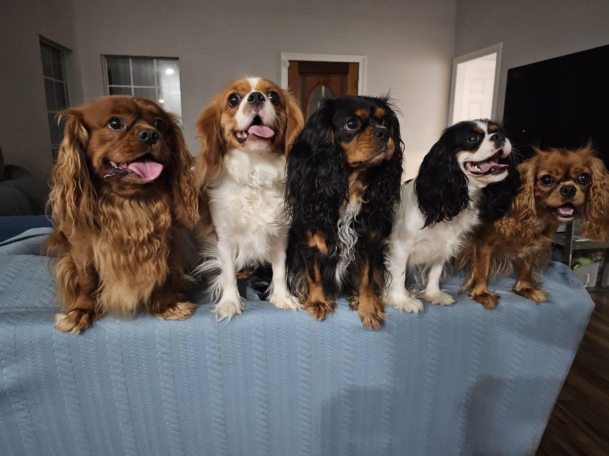 Kristi Schulze in South Carolina | Cavalier King Charles Spaniel ...