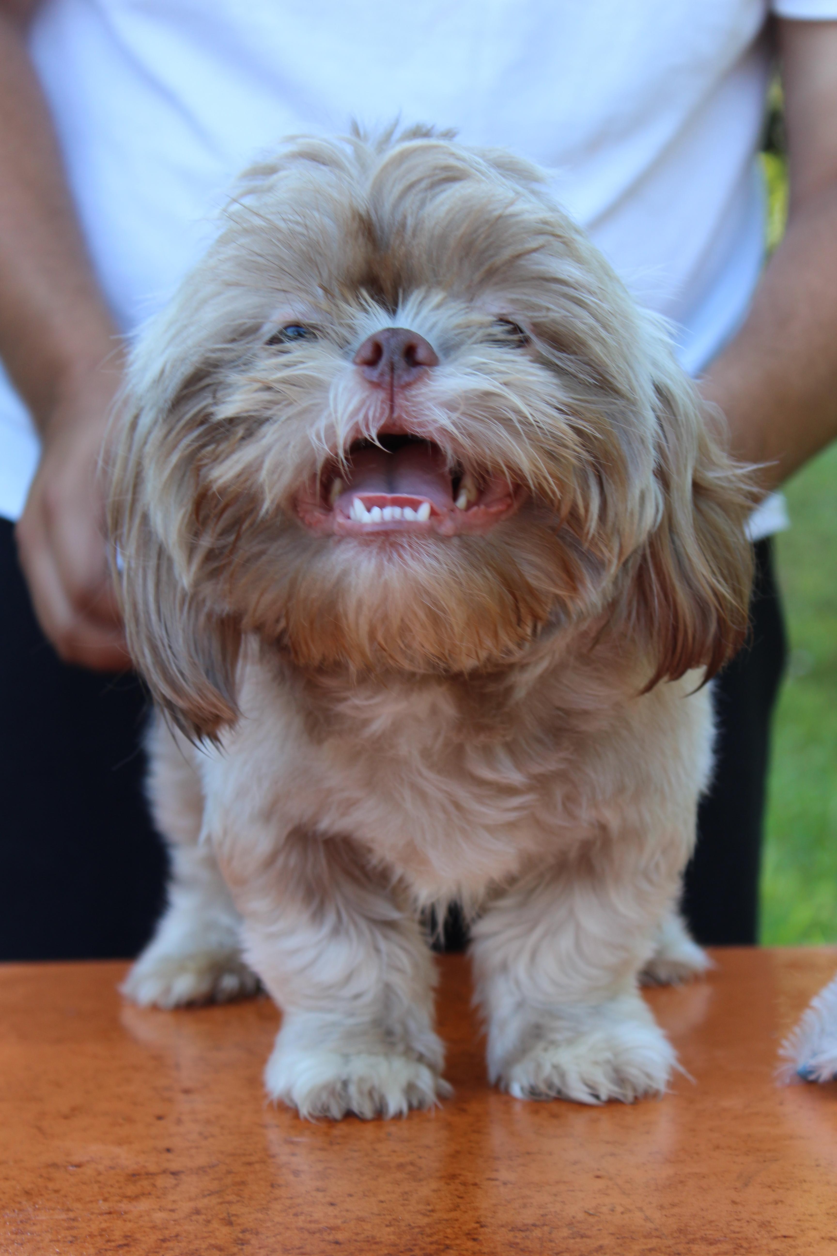 Fancy Shih Tzus in Florida | Shih Tzu puppies | Good Dog