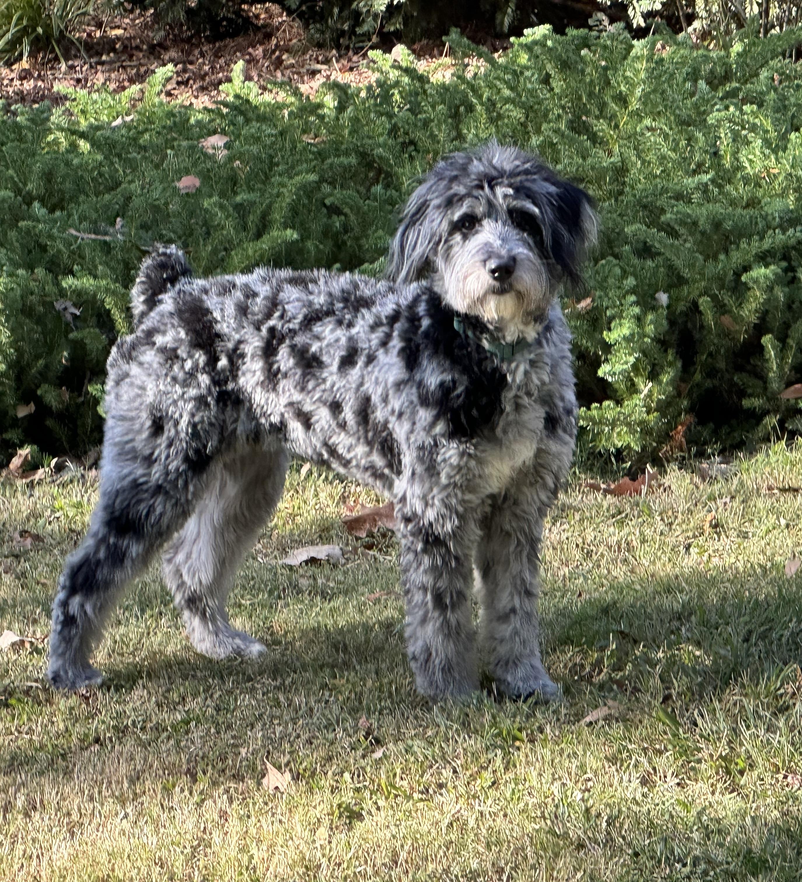 Cypress Forrest Doodles in Alabama | Aussiedoodle puppies | Good Dog