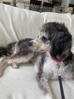 Designer K9's in Indiana | Bernedoodle, Cavalier King Charles Spaniel ...