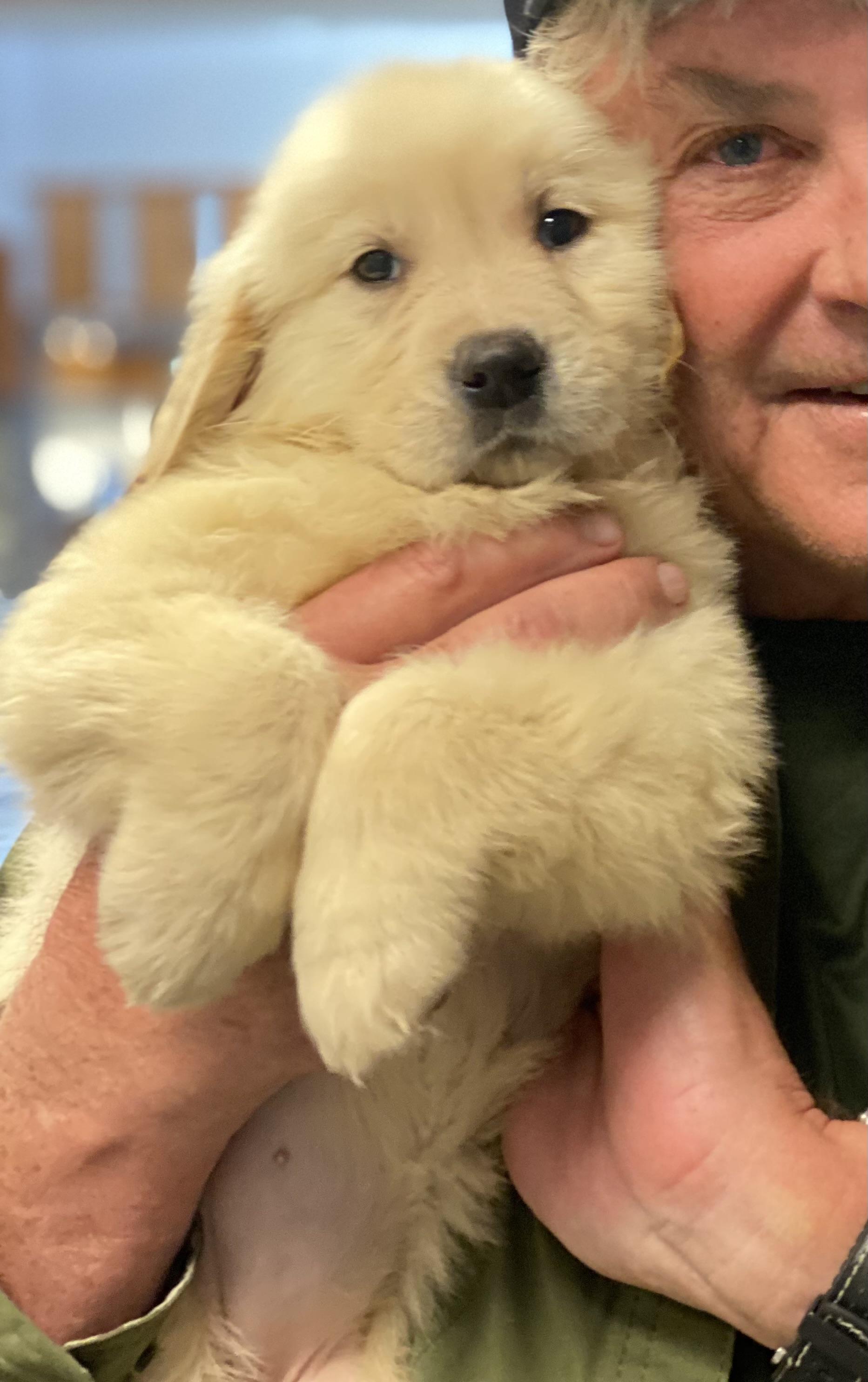 Mattiaci Goldens in Montana | Golden Retriever puppies | Good Dog
