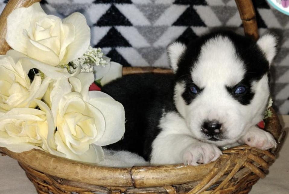 Shelby's Siberians & Shepherds in Indiana | Siberian Husky puppies ...