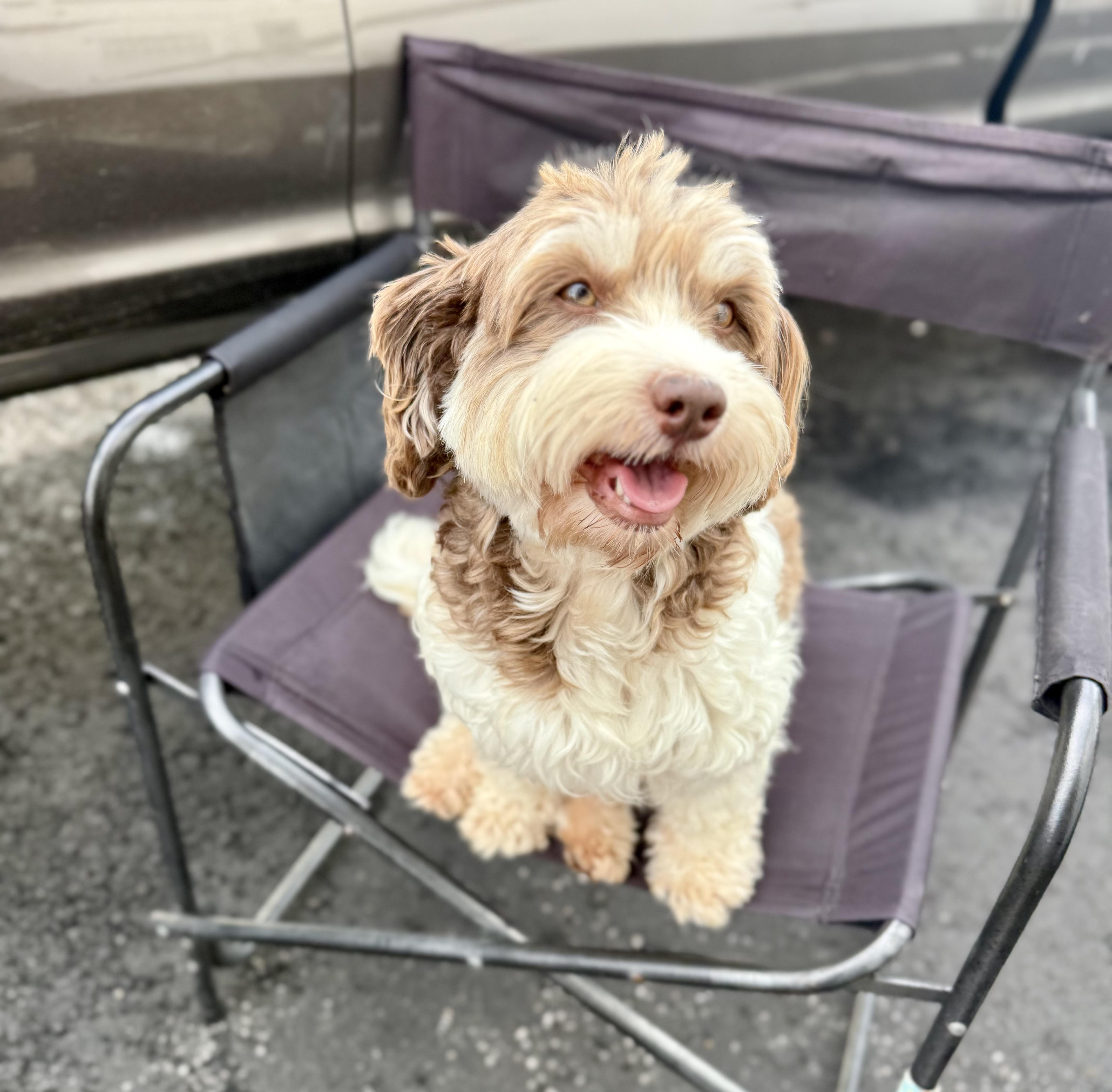 Cornerstone Creek Farm in Texas | Havanese puppies | Good Dog