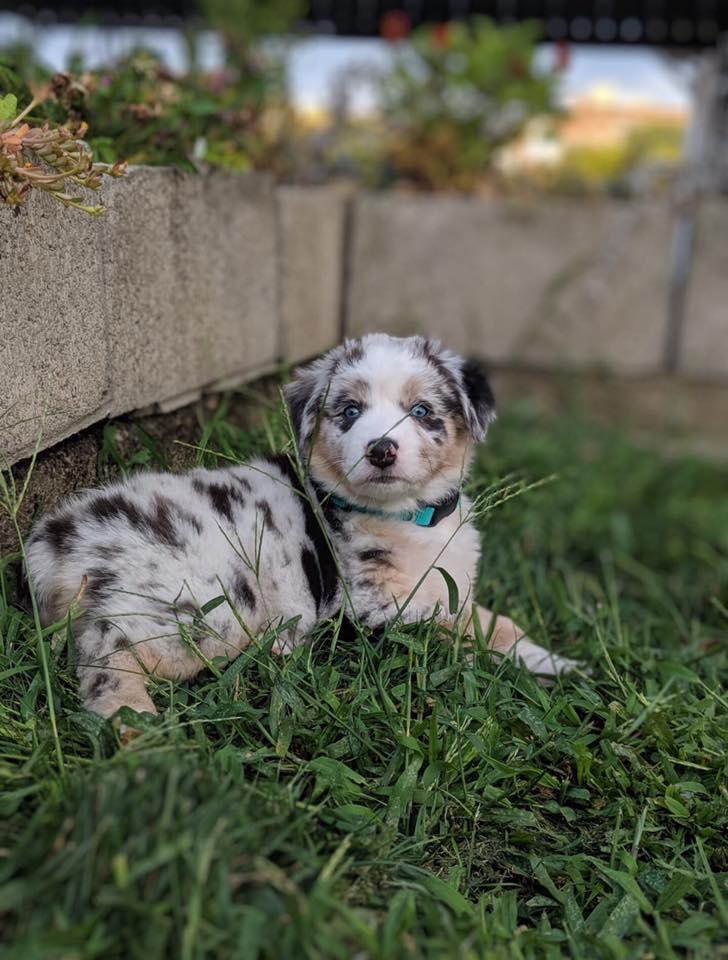 Shadow's Aussie Crossing in Ohio | Australian Shepherd puppies | Good Dog