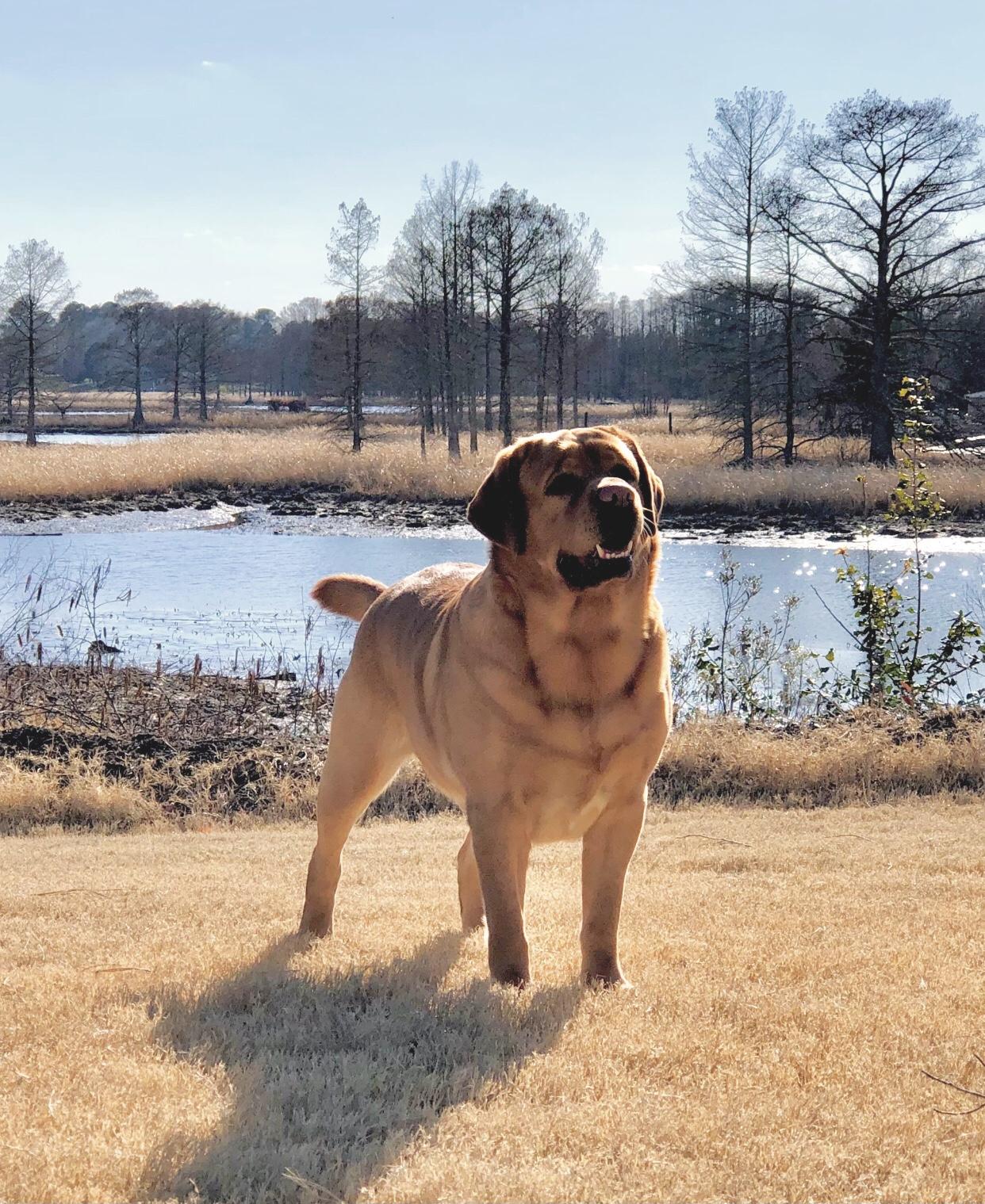 Dunroamin’ Labradors in Virginia | Labrador Retriever puppies | Good Dog