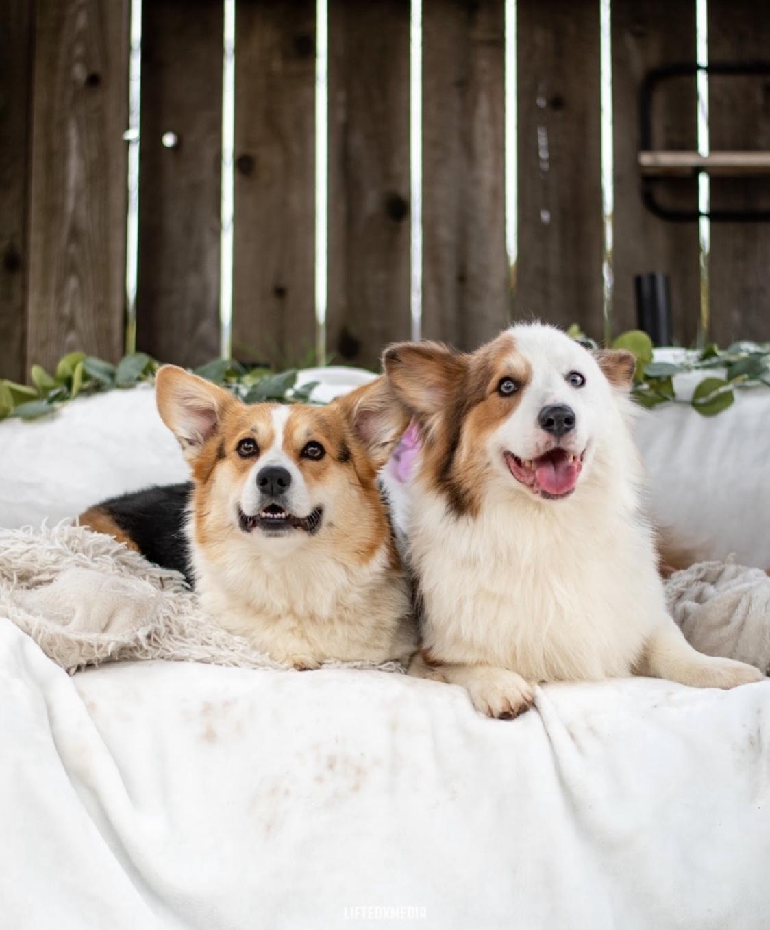 Hope_4thebay_Corgis in California | Pembroke Welsh Corgi puppies | Good Dog