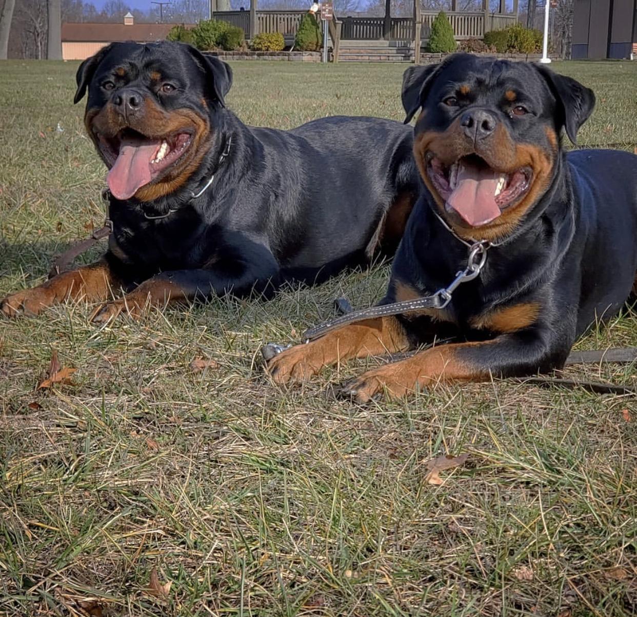 Starkhaus Rottweilers & Frenchies in Rhode Island | French Bulldog and ...