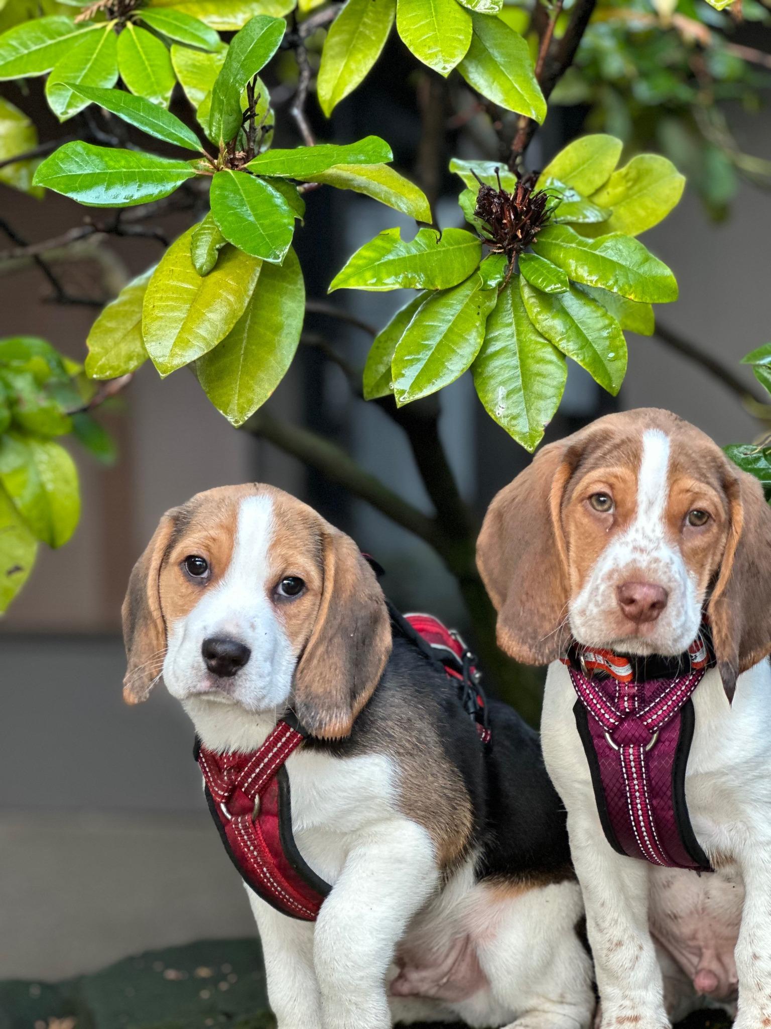 Willamette Valley Beagles in Oregon | Beagle puppies | Good Dog
