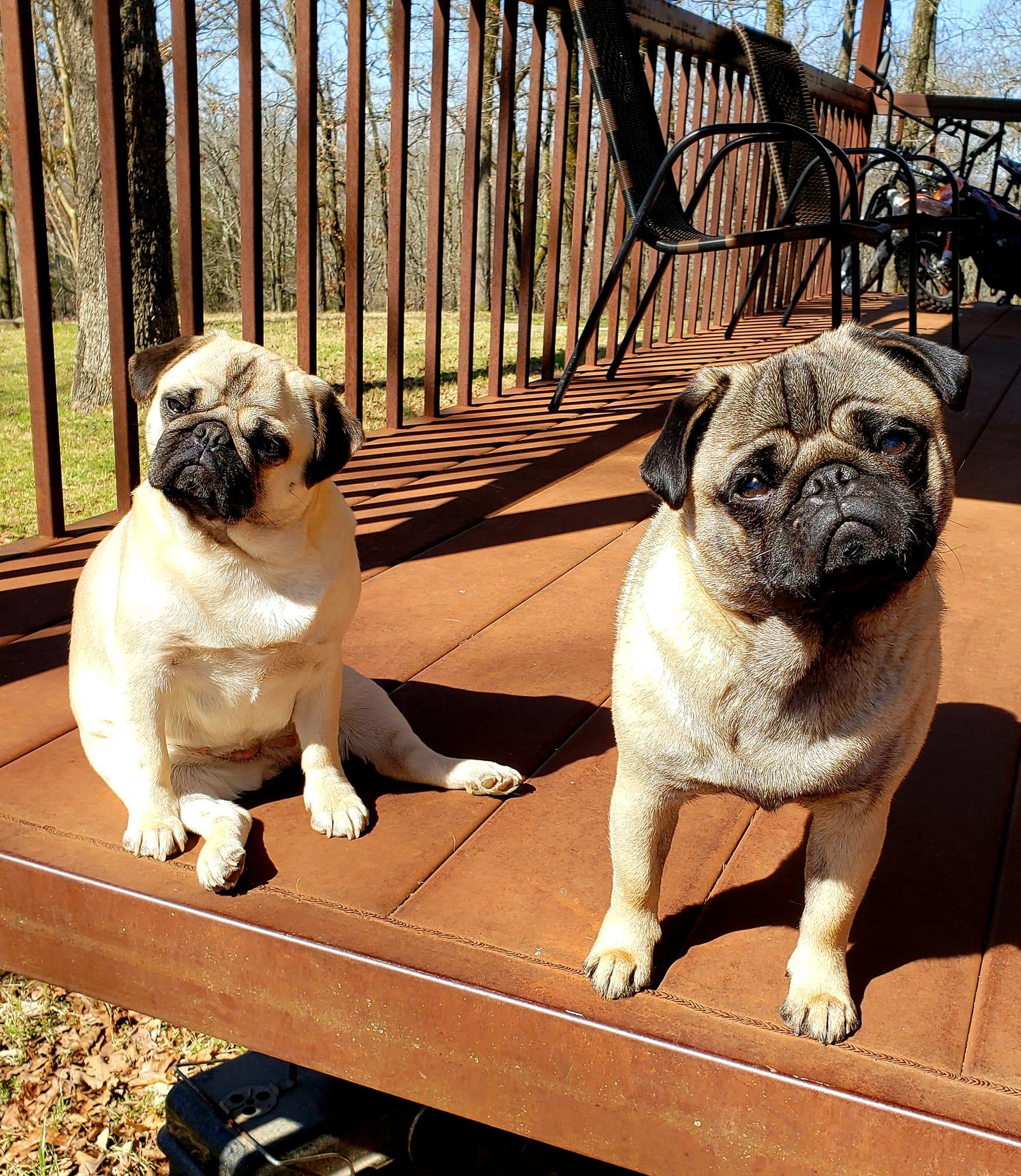Pugs on Pecan in Oklahoma | Pug puppies | Good Dog