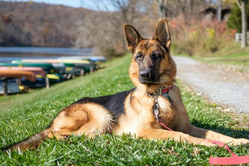 Dark Star Shepherds in Maryland | German Shepherd puppies | Good Dog