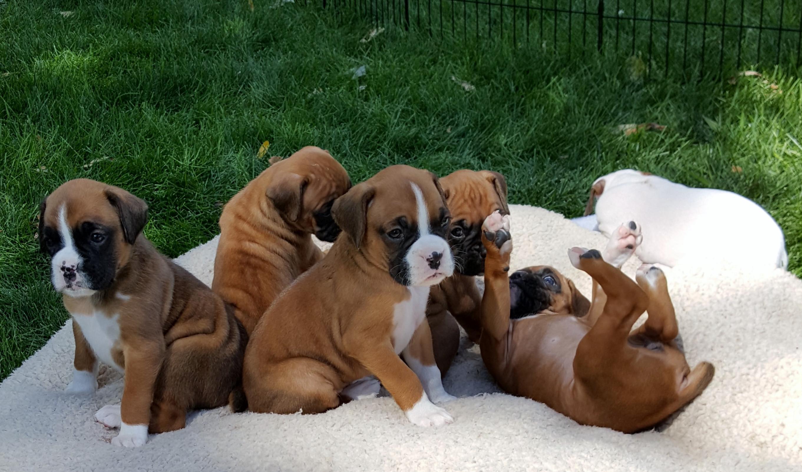 Hi Desert Boxers in Oregon | Boxer puppies | Good Dog