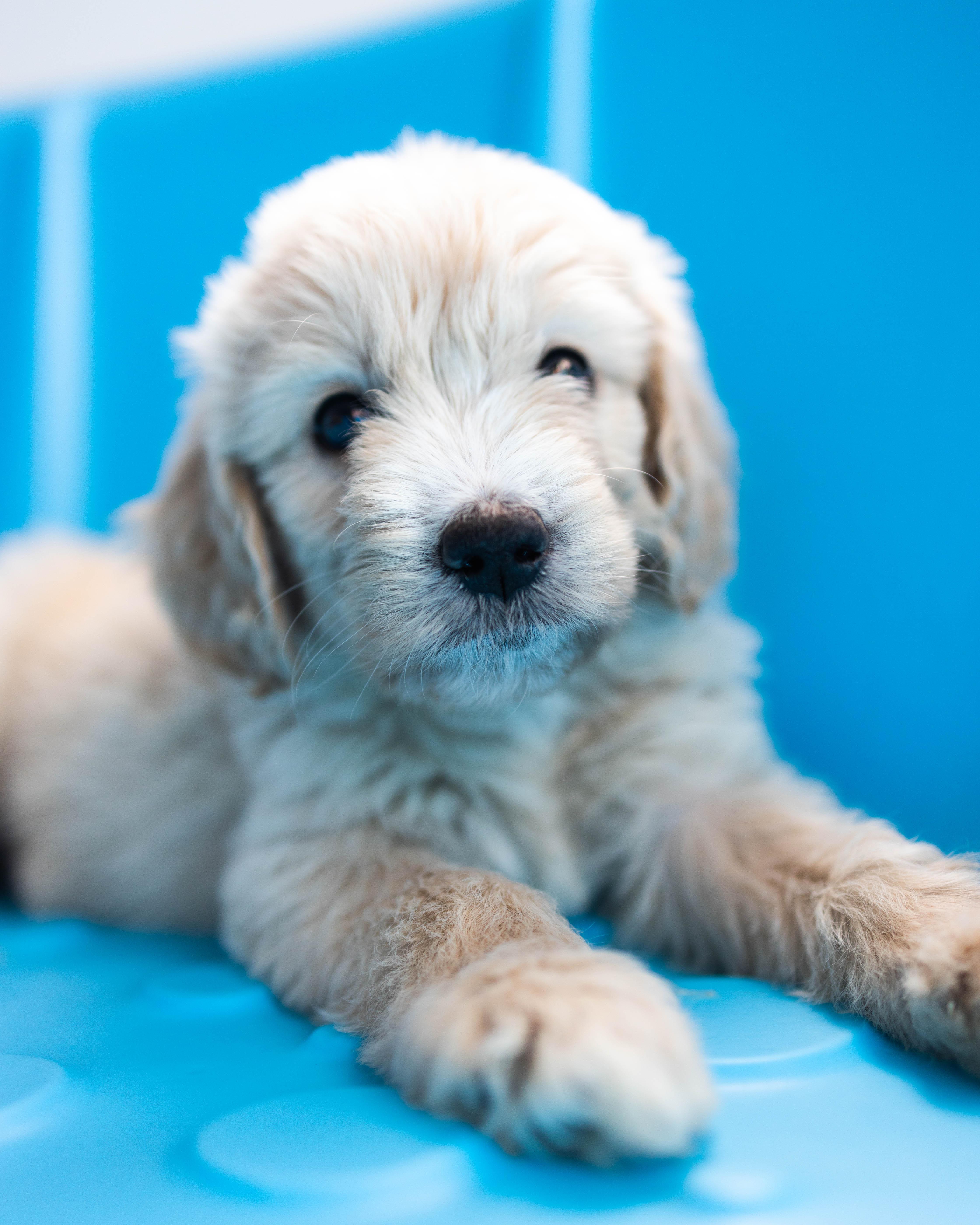 Poofy Puppies in Utah | Goldendoodle puppies | Good Dog