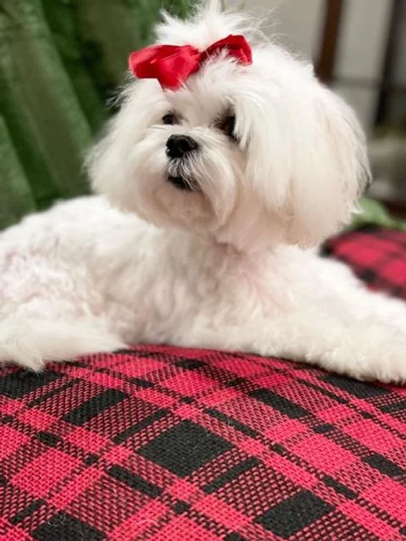 Precious Paws Maltese and Yorkies in Alabama | Maltese and Yorkshire ... Precious Paws Maltese and Yorkies in Alabama | Maltese and Yorkshire ...