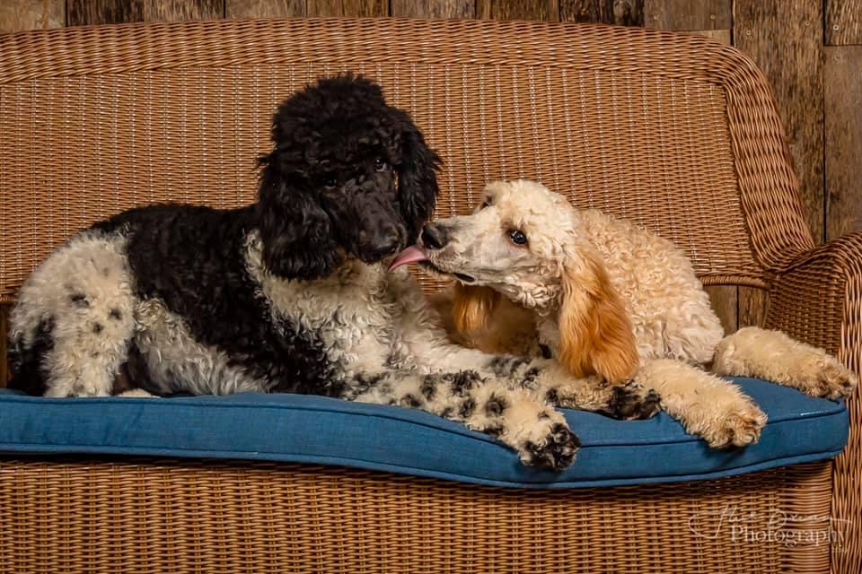 New Hope Standard Poodles in Virginia | Poodle puppies | Good Dog