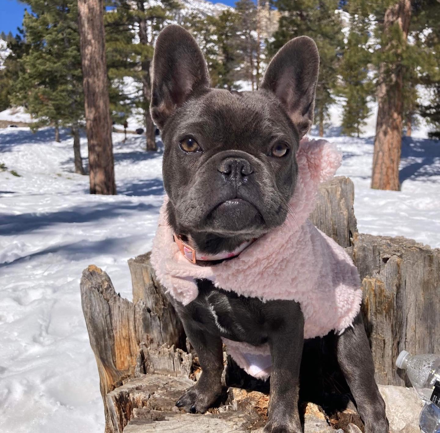 Frenchie LOVE and Doodles in California | French Bulldog and ...