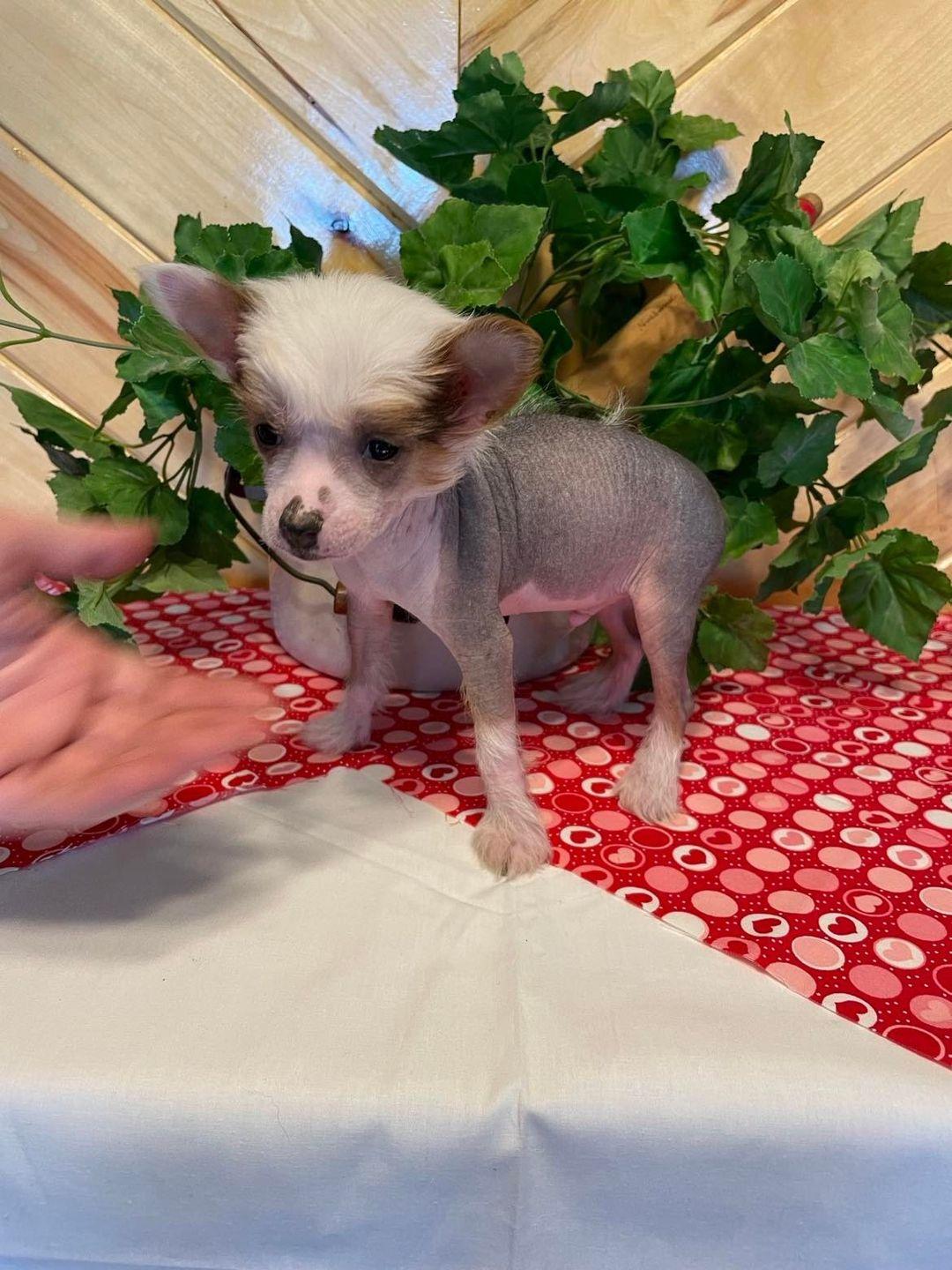 SugarBear in Missouri | Chinese Crested puppies | Good Dog