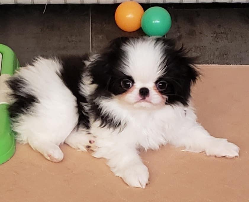 Wyndgate Japanese Chin in Pennsylvania | Japanese Chin puppies | Good Dog