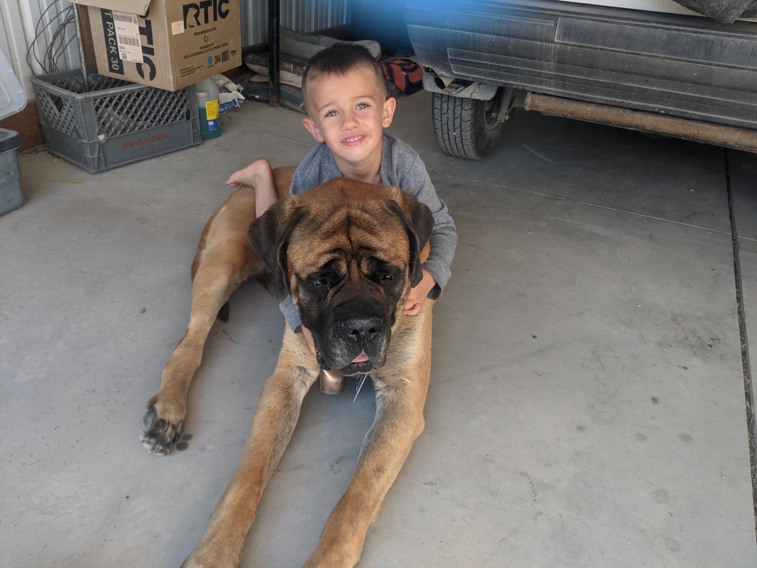 DollarLazy Z Ranch in Colorado | Mastiff and Working Dog Cross puppies ...