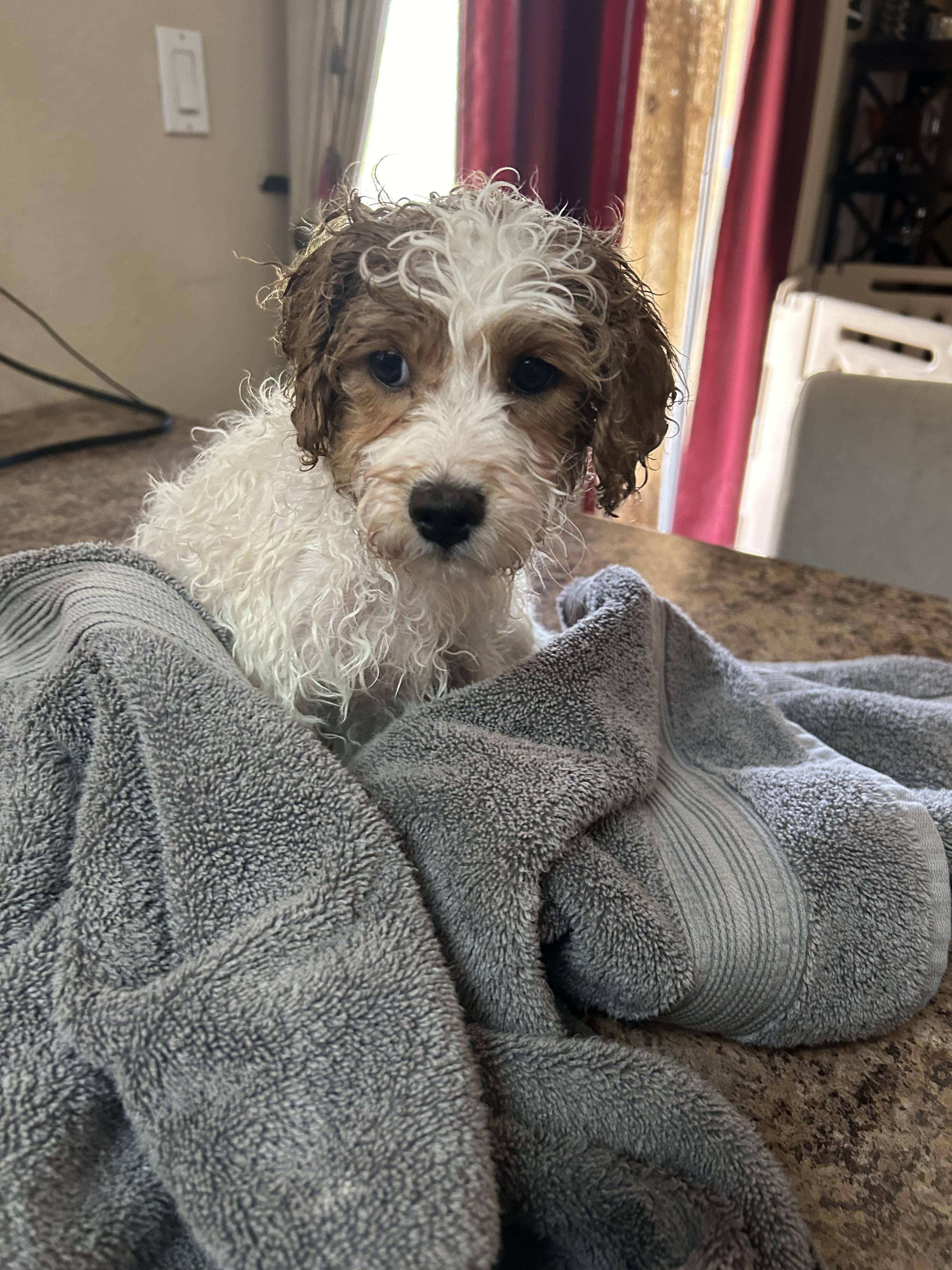Springerdoodles Plus AZ in Arizona | Cavapoo and Springerdoodle puppies ...