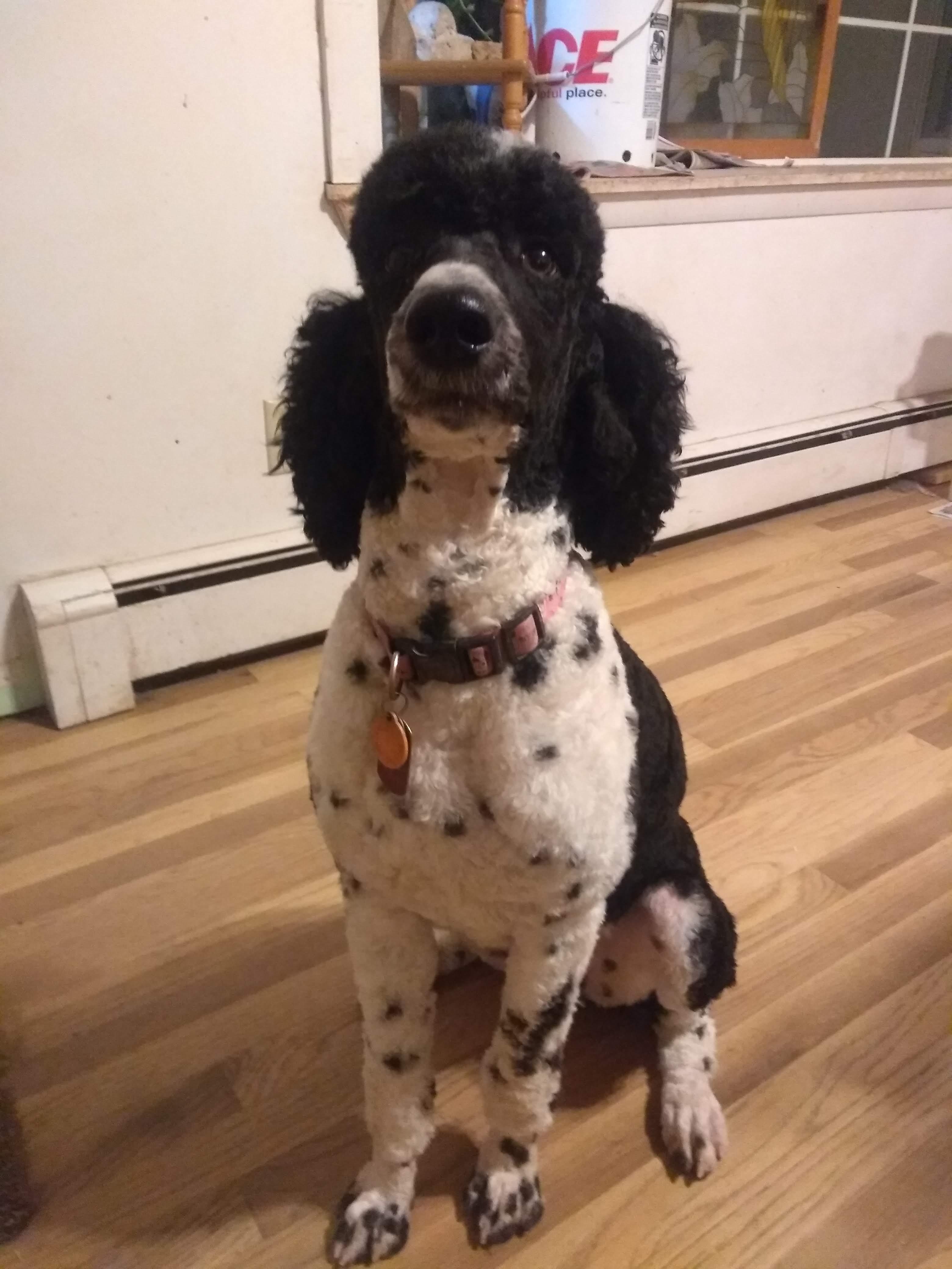 Sillydogs Poodles in Colorado | Poodle puppies | Good Dog