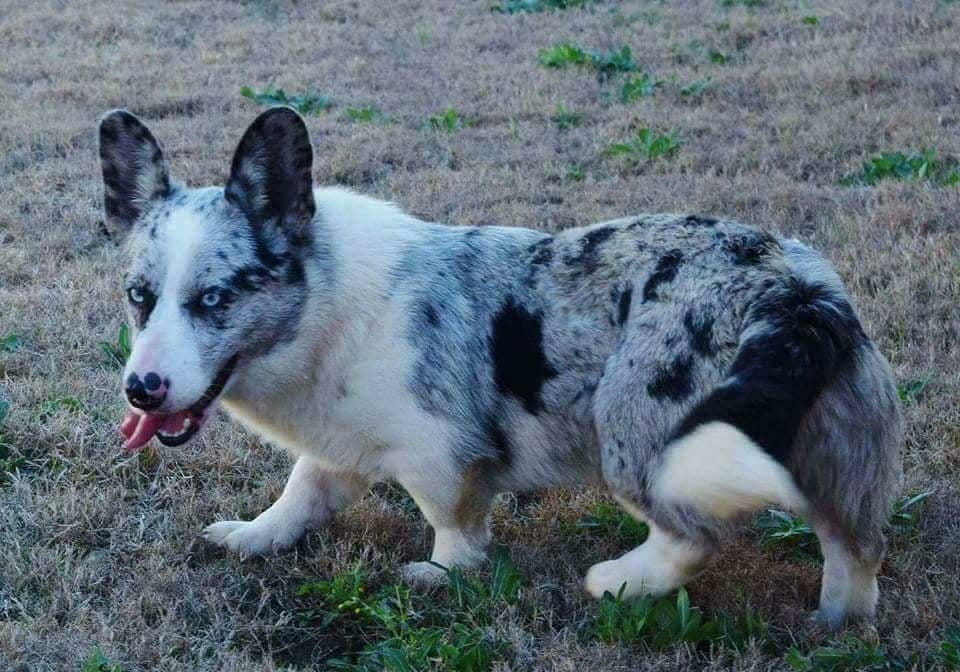 Cardigan Corgi Cuties 💓 in Utah | Cardigan Welsh Corgi puppies | Good Dog
