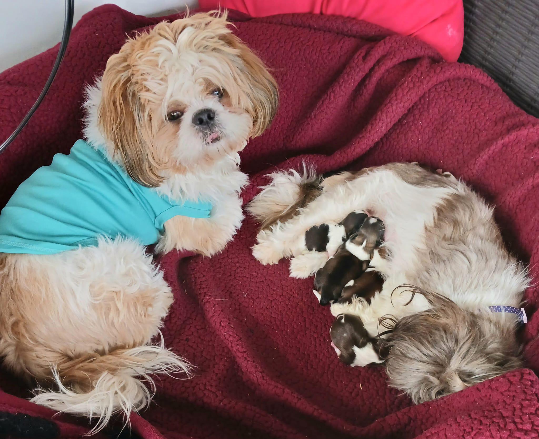 Leyla's Shih Tzus in Nebraska | Shih Tzu puppies | Good Dog