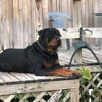 Lynn's Rottweilers in Florida | Rottweiler puppies | Good Dog