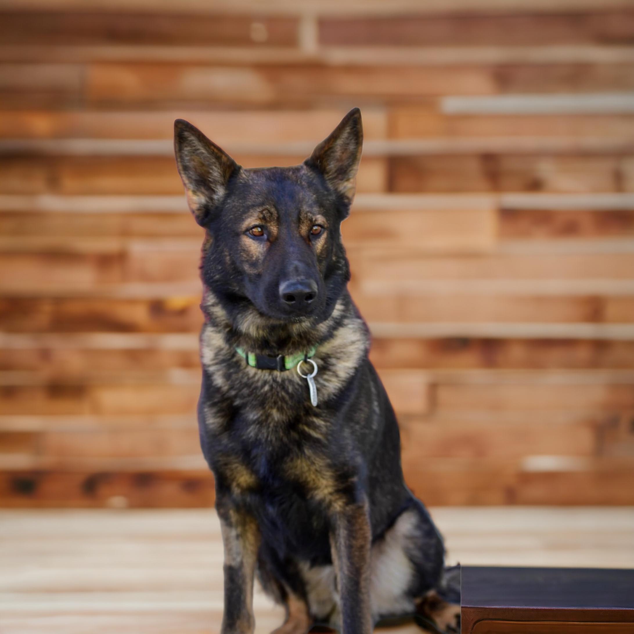 C6 Ranch & Shepherds in North Carolina | German Shepherd puppies | Good Dog