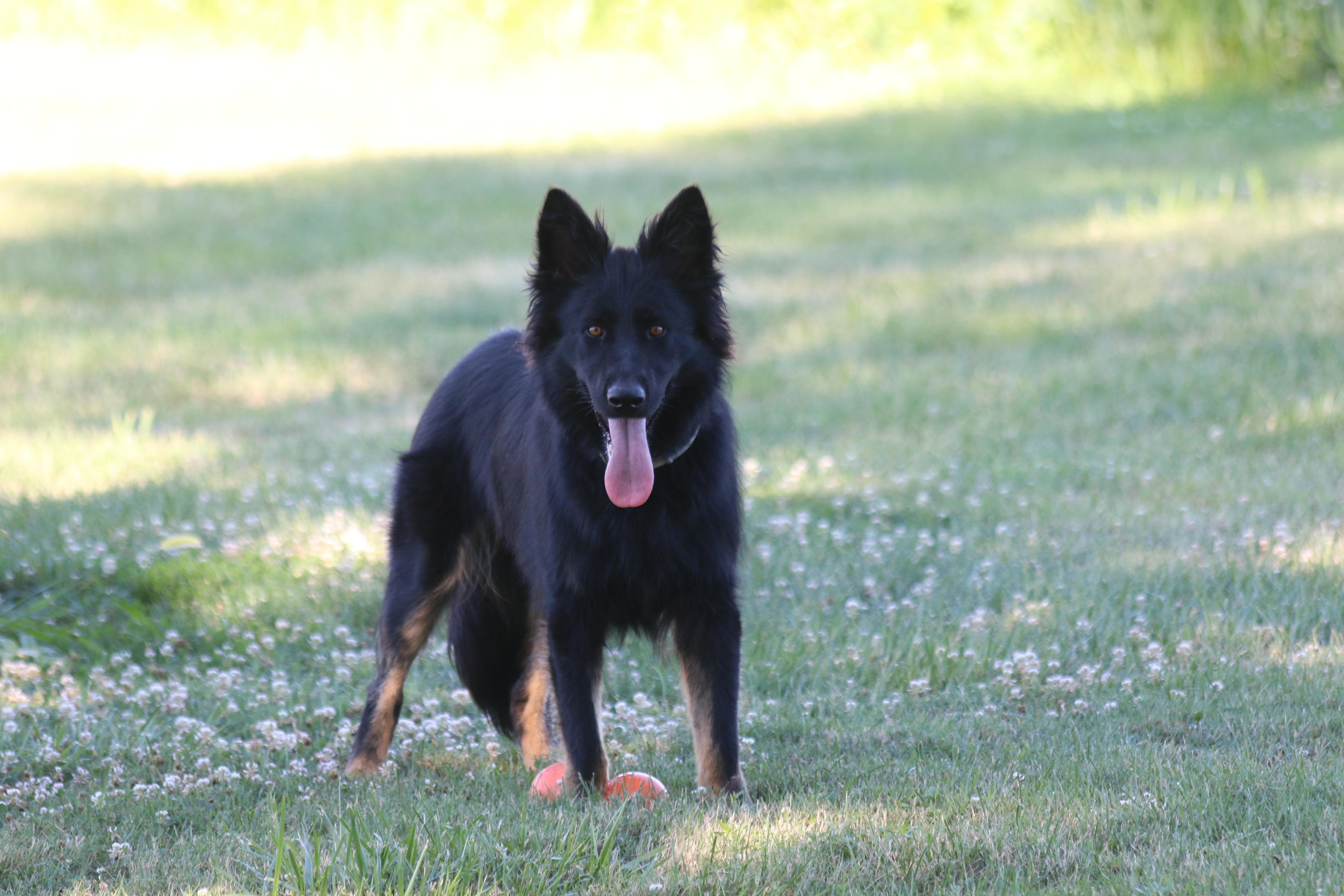 Aydt's Shepherds and Training LLC in Indiana | German Shepherd puppies ...