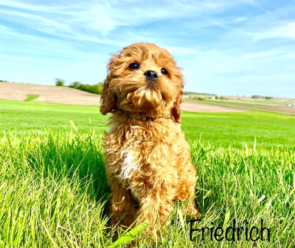 Filipiak Breeders in Wisconsin | Cockapoo and German Shorthaired ...