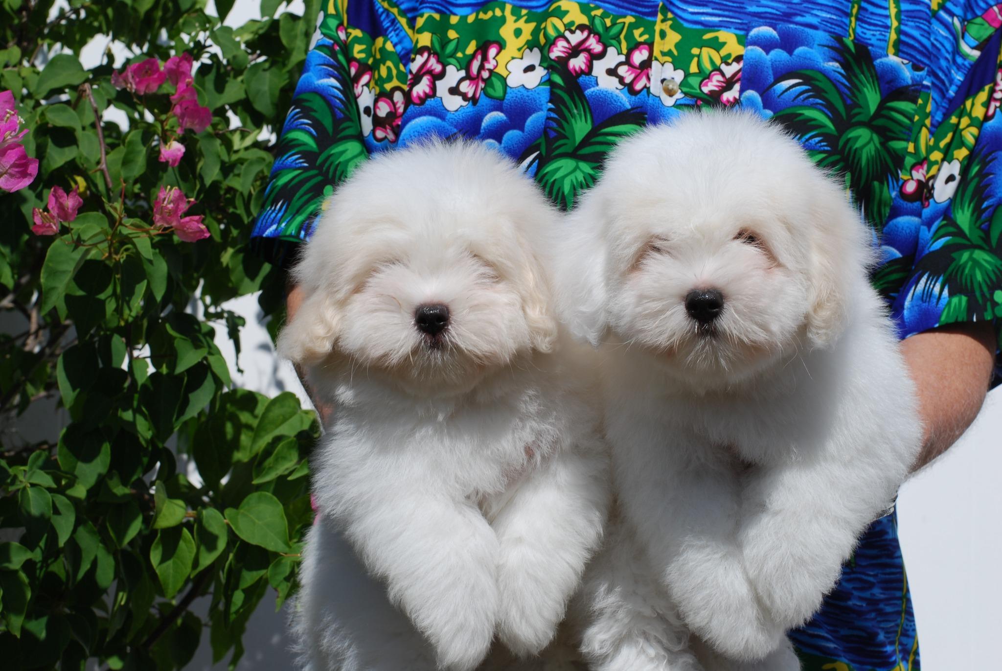 White Galaxy's Cotons in Florida | Coton de Tulear puppies | Good Dog