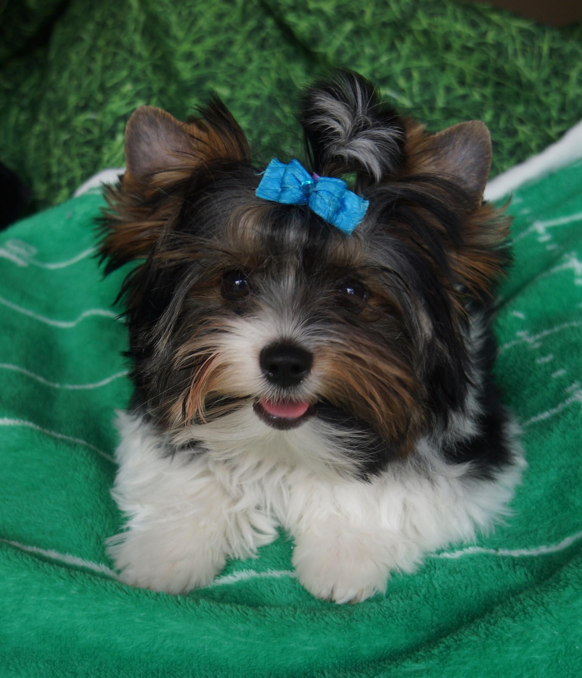 Butterfly Biewers in Texas | Biewer Terrier puppies | Good Dog