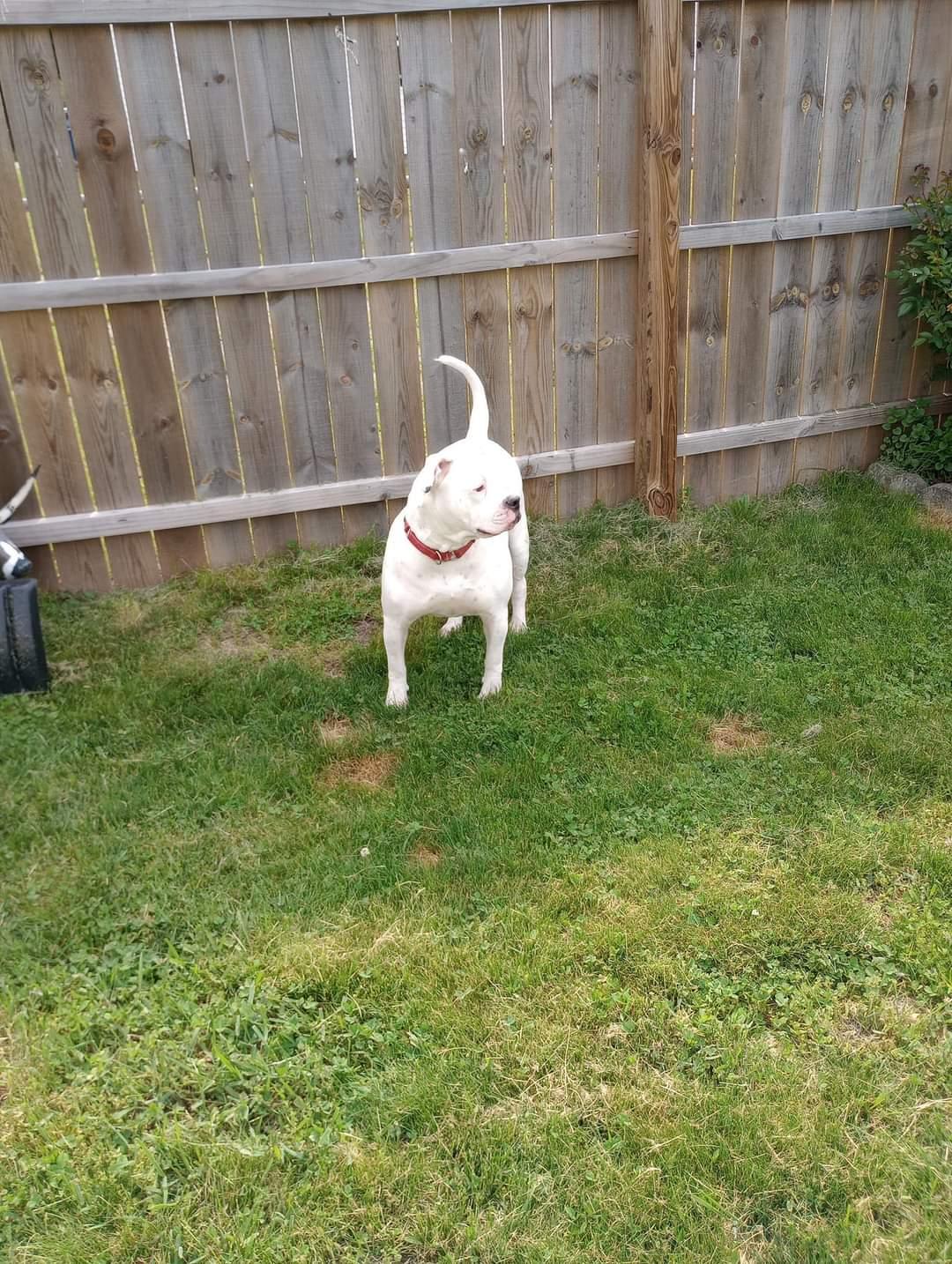 Slayton's American Bulldogs in Indiana | American Bulldog puppies ...