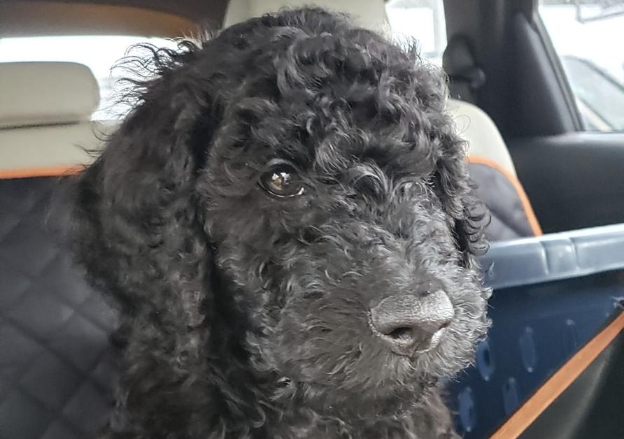 Oodles of Doodles in Florida | Goldendoodle puppies | Good Dog