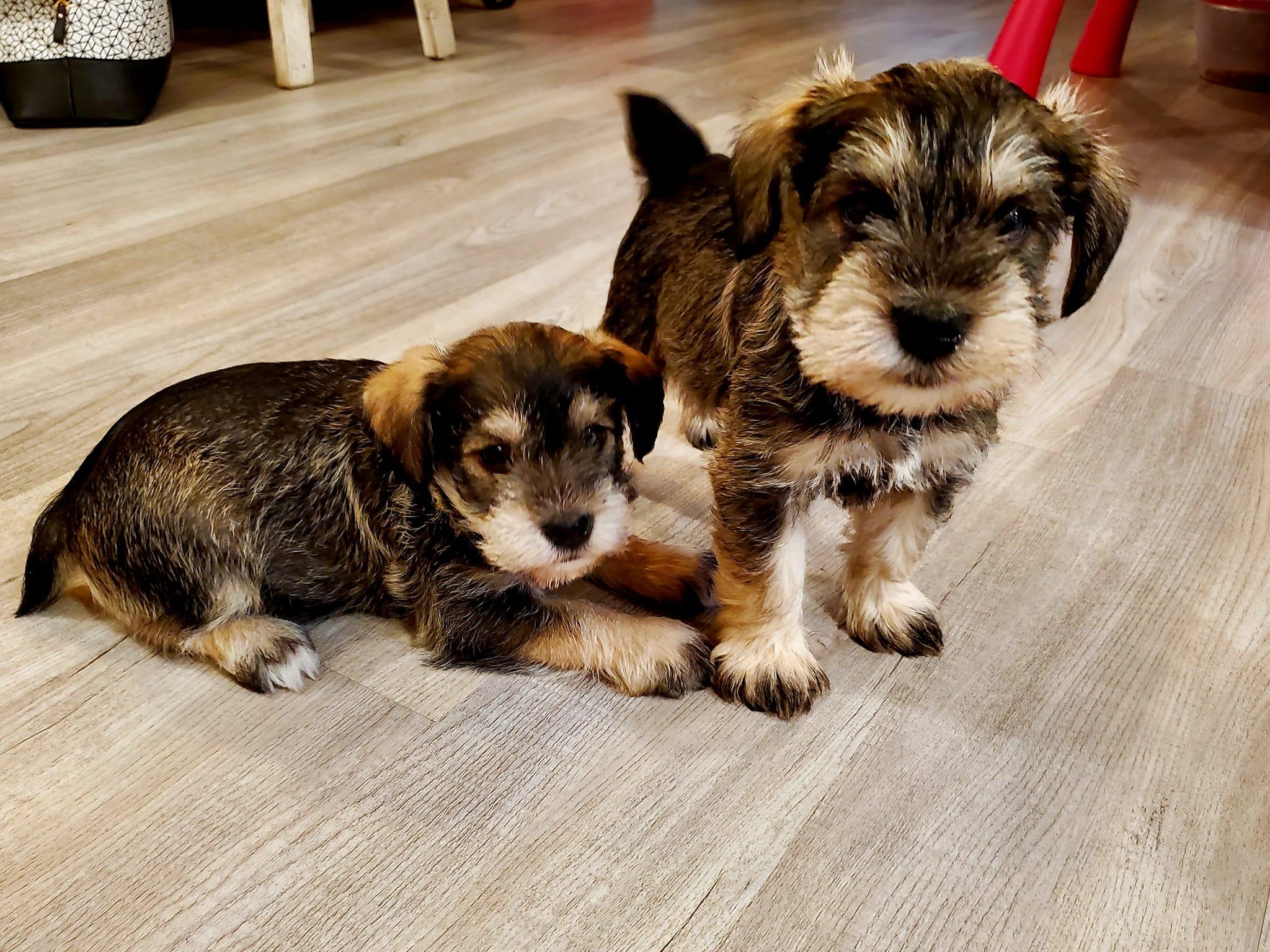 Little River Miniature Schnauzers in Alabama | Miniature Schnauzer ...