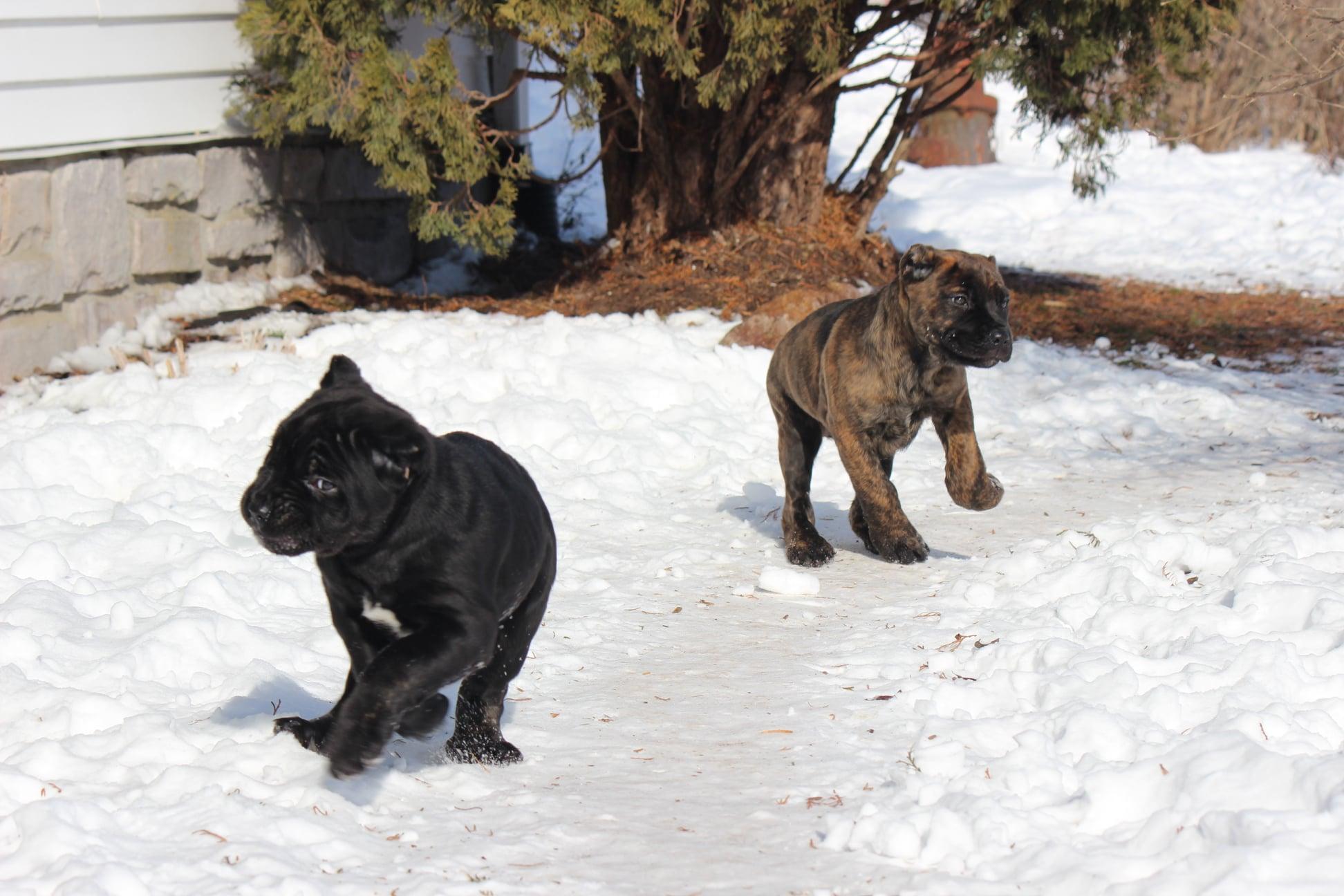 Woodlands Cane Corso in Michigan | Cane Corso puppies | Good Dog