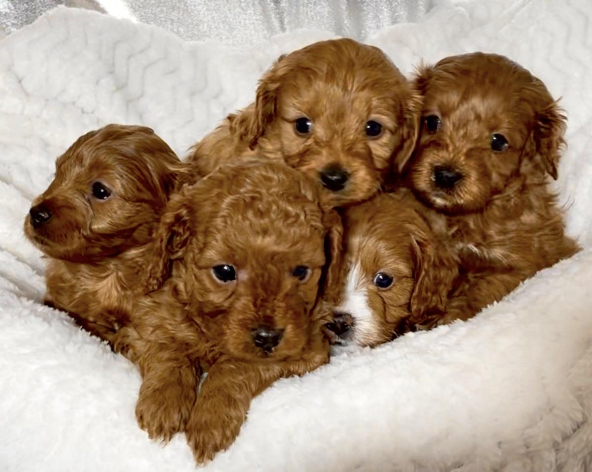 Rosie’s Pups MN in Minnesota | Cavapoo puppies | Good Dog
