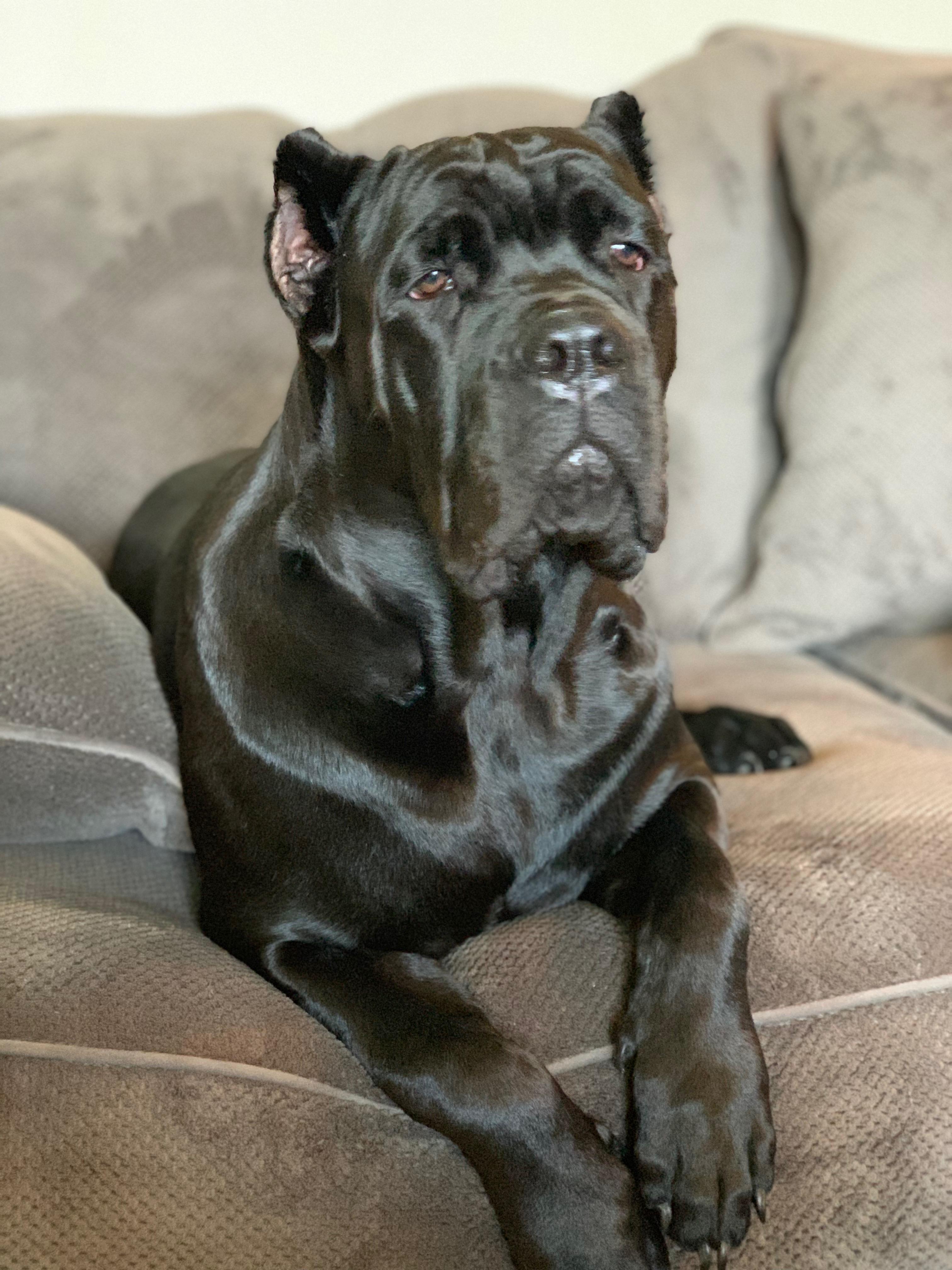 Gator Country Canè Corsos in Florida | Cane Corso puppies | Good Dog
