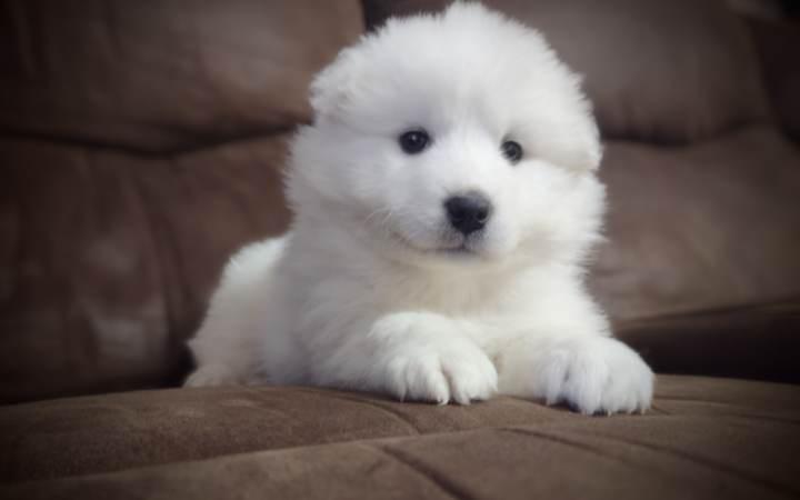 OrangeLine Samoyeds in Oklahoma | Samoyed puppies | Good Dog