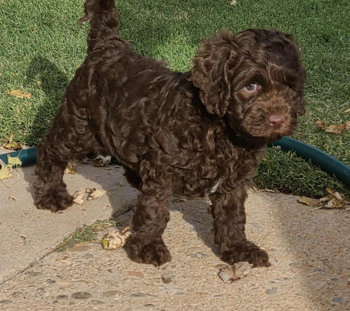 LBK Cockapoos in Texas | Cockapoo puppies | Good Dog