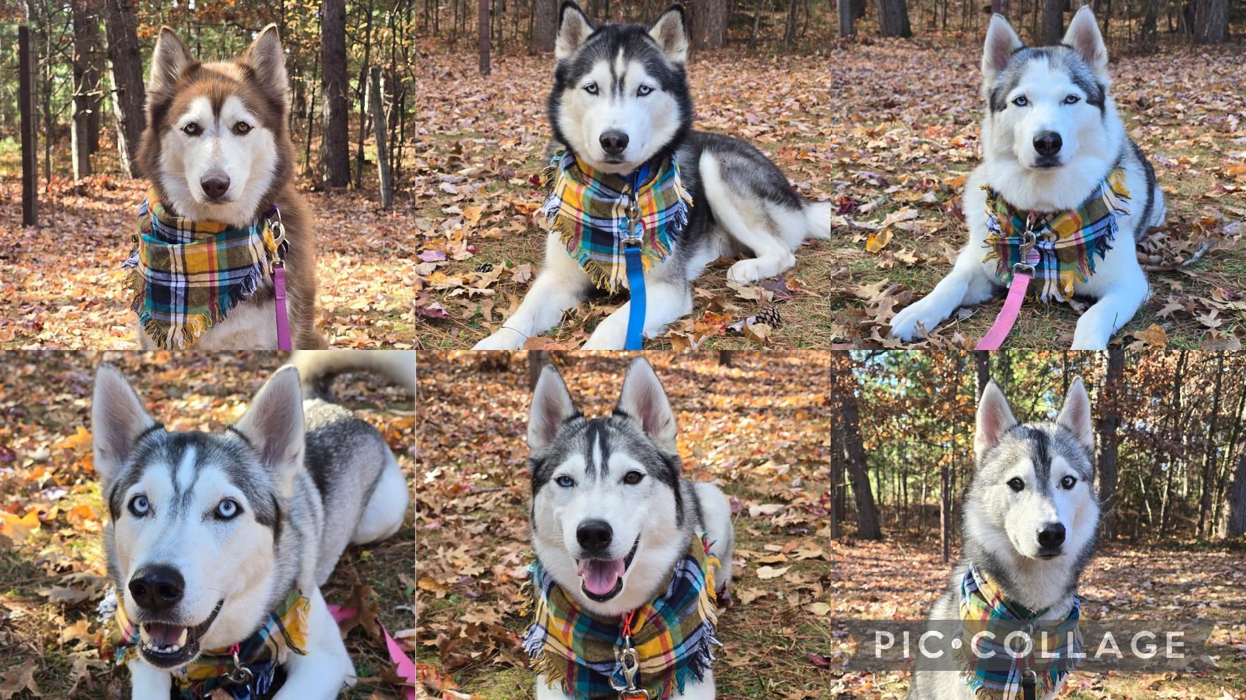 Lunter's Heaven Huskies in Wisconsin | Siberian Husky puppies | Good Dog