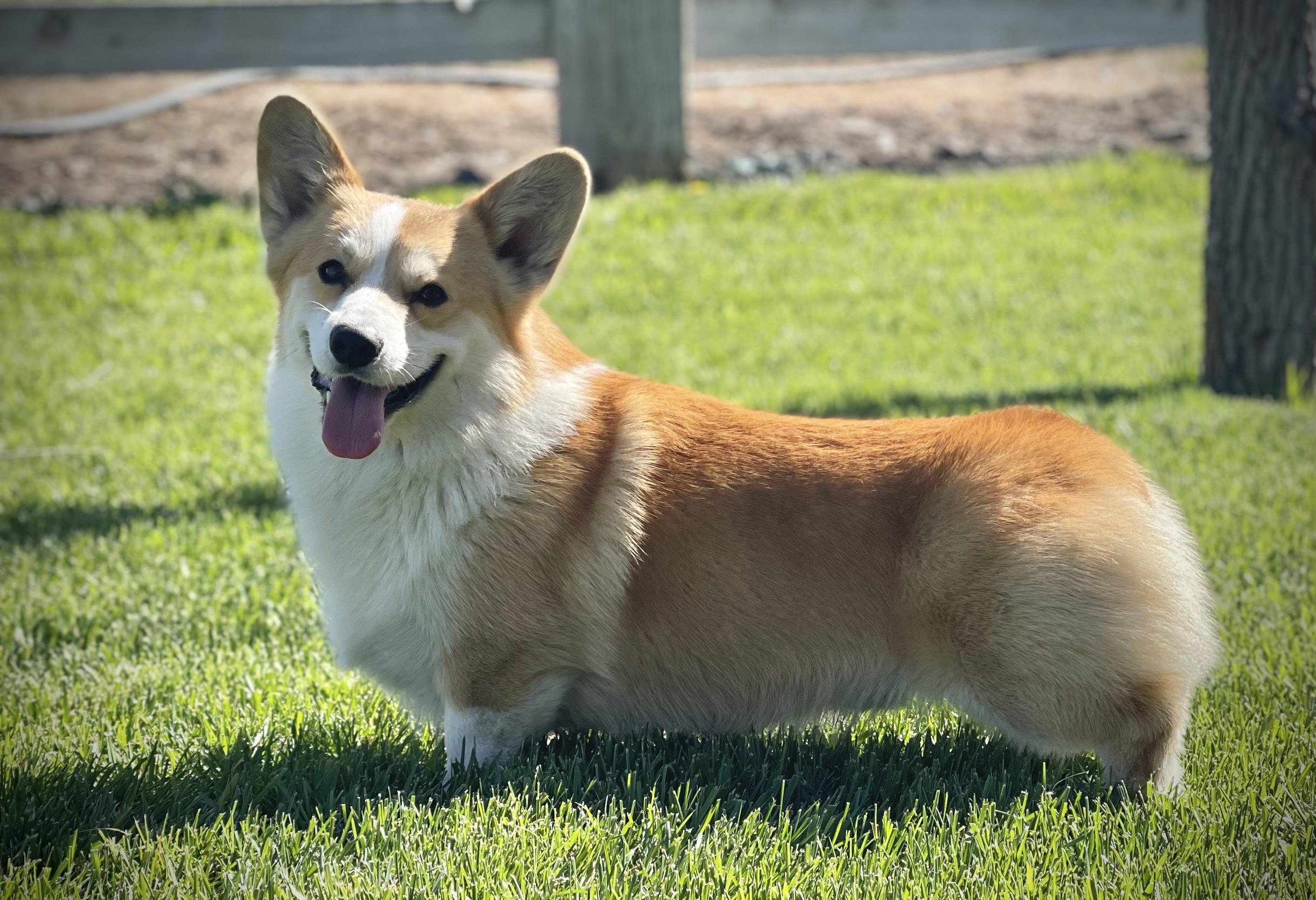 Burnside pembroke welsh corgis in Oregon | Pembroke Welsh Corgi puppies ...