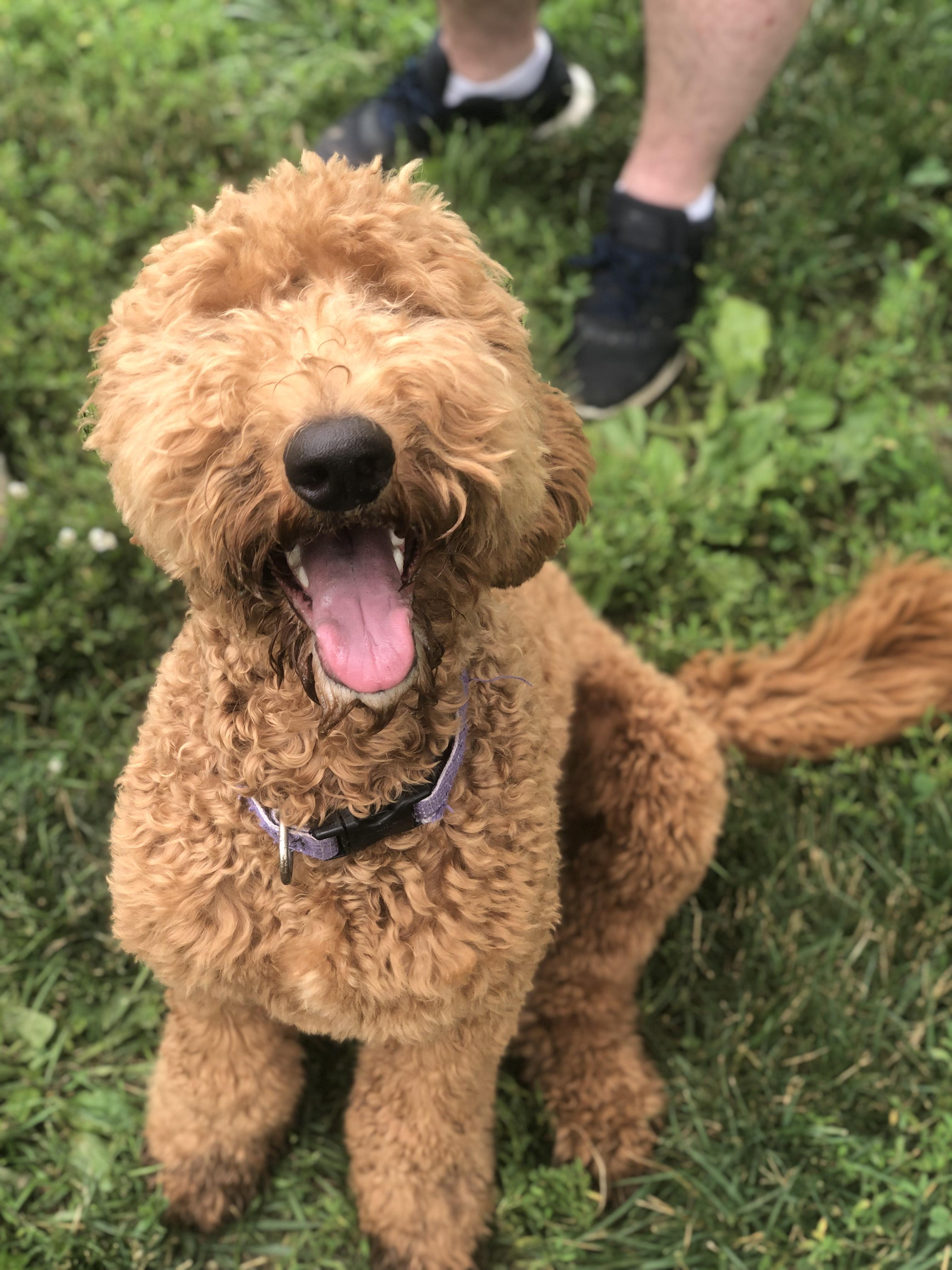 Simply Doodles LLC in Indiana | Goldendoodle puppies | Good Dog