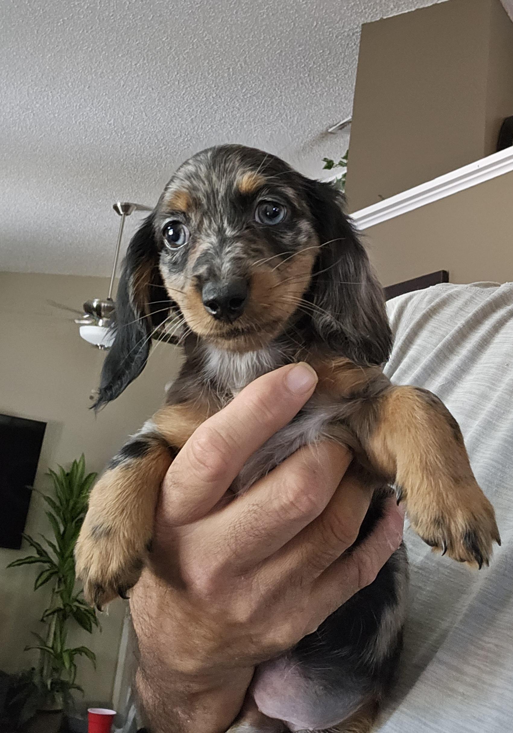 Come See Our Weiners in Florida | Dachshund puppies | Good Dog