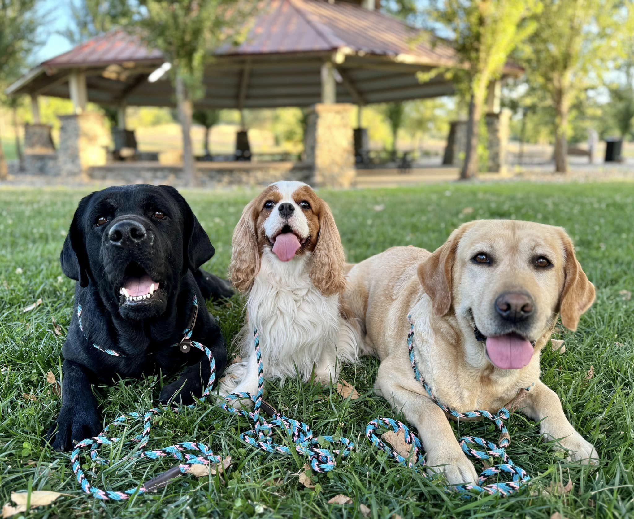 Cantina Labs and Cavs in California | Cavalier King Charles Spaniel and ...