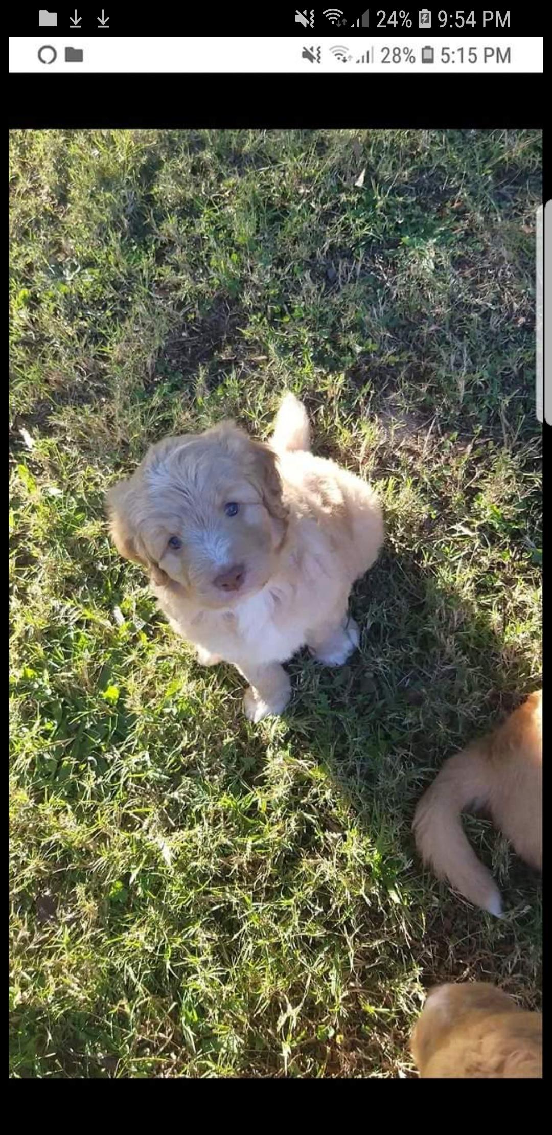 Alabama Top Doodles in Alabama | Bordoodle puppies | Good Dog